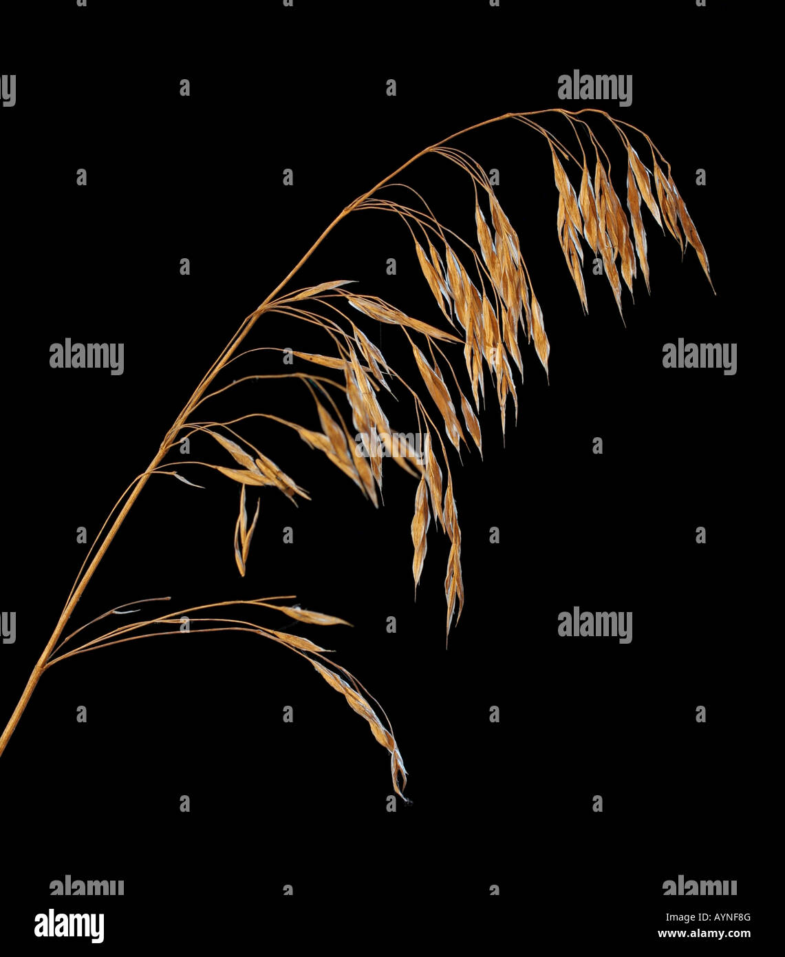 Bromus sp Banque de photographies et d’images à haute résolution - Alamy