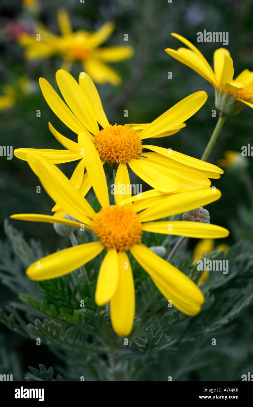 Yellow bush daisy euryops pectinatus Banque de photographies et d ...
