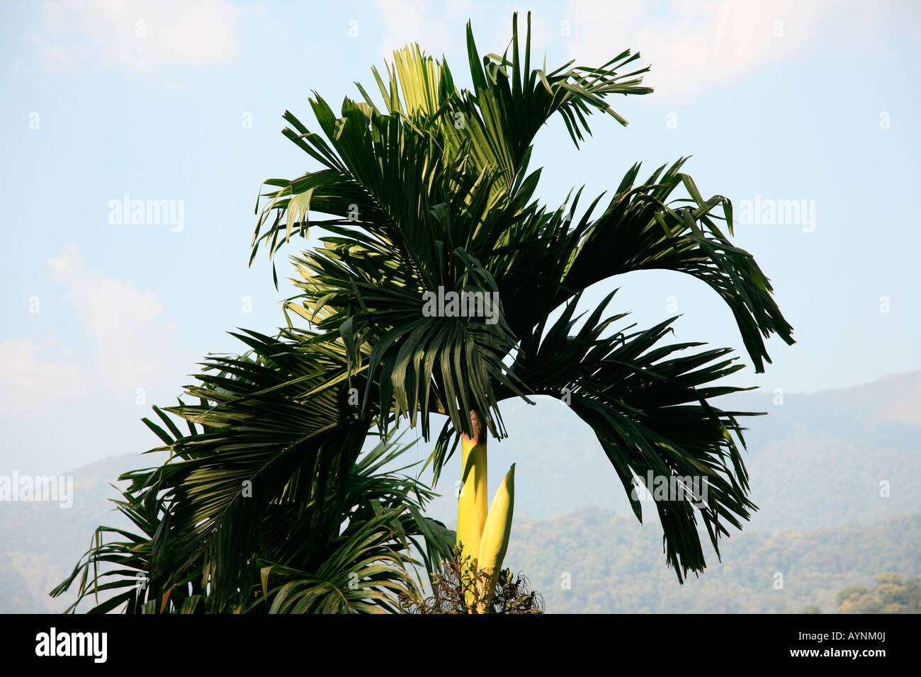 Areca nut tree Banque de photographies et d’images à haute résolution ...