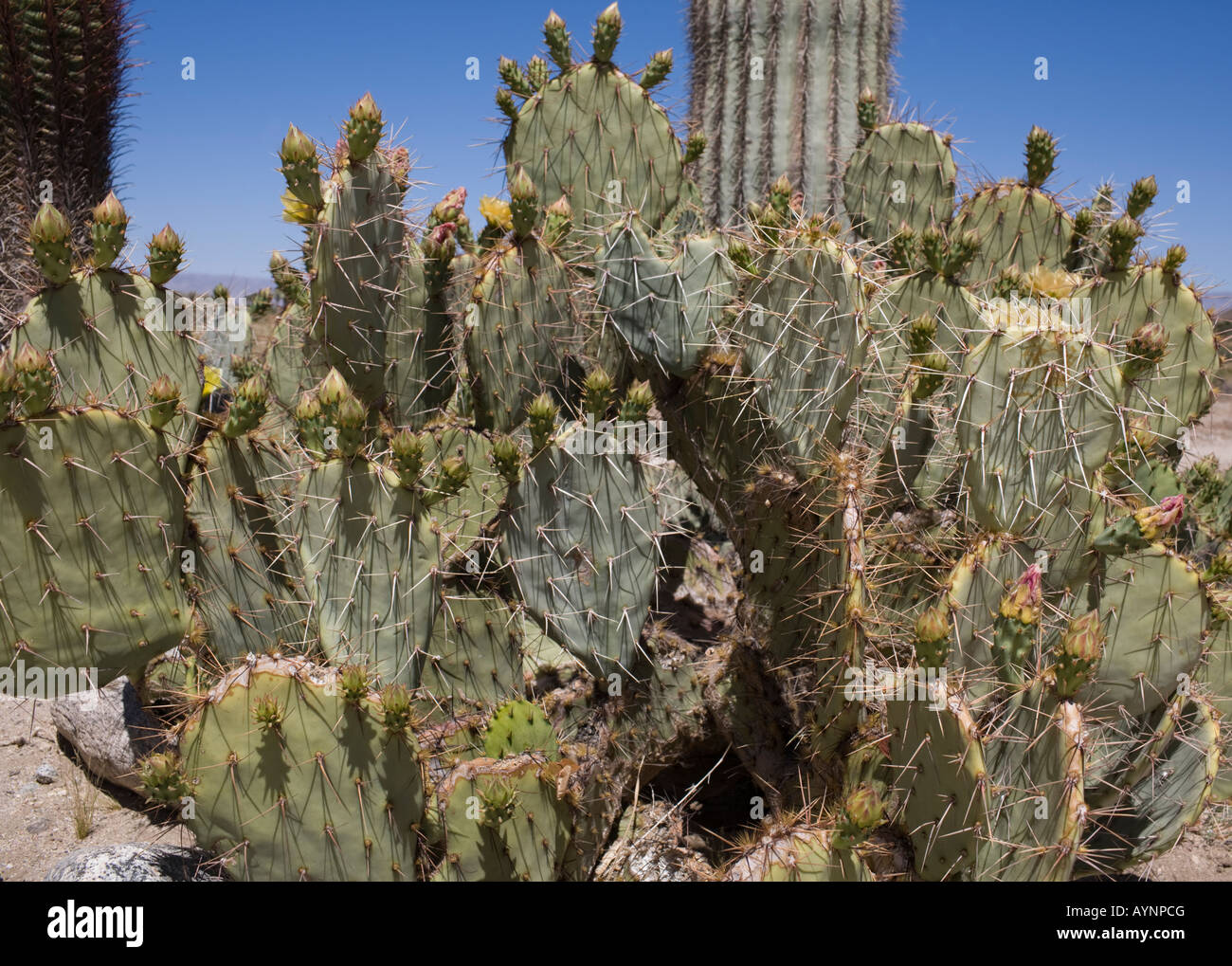 Aiguille de cactus Banque de photographies et d’images à haute ...