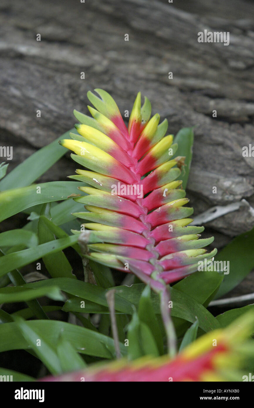 Vriesea vriesea carinata Banque de photographies et d’images à haute ...