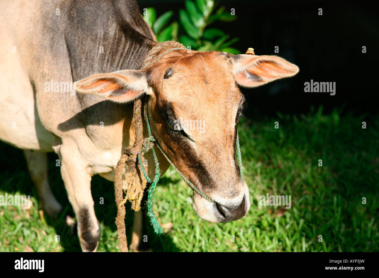 Vache vechur Banque de photographies et d’images à haute résolution - Alamy