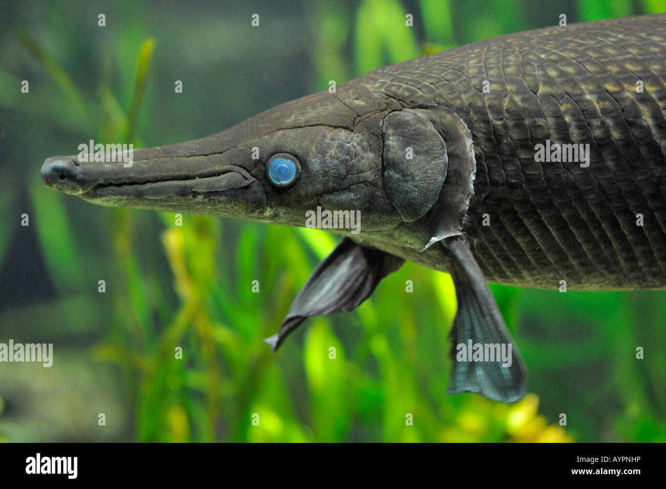 Spotted gar lepisosteus oculatus Banque de photographies et d’images à ...