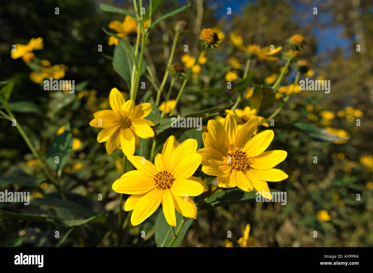 Helianthus giganteus geant Banque de photographies et d’images à haute ...