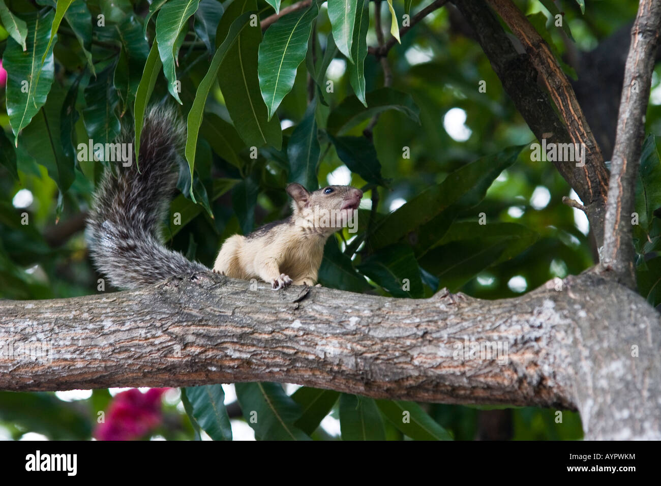 Squirrel sur une branche d'arbre la ville de Panama République de ...