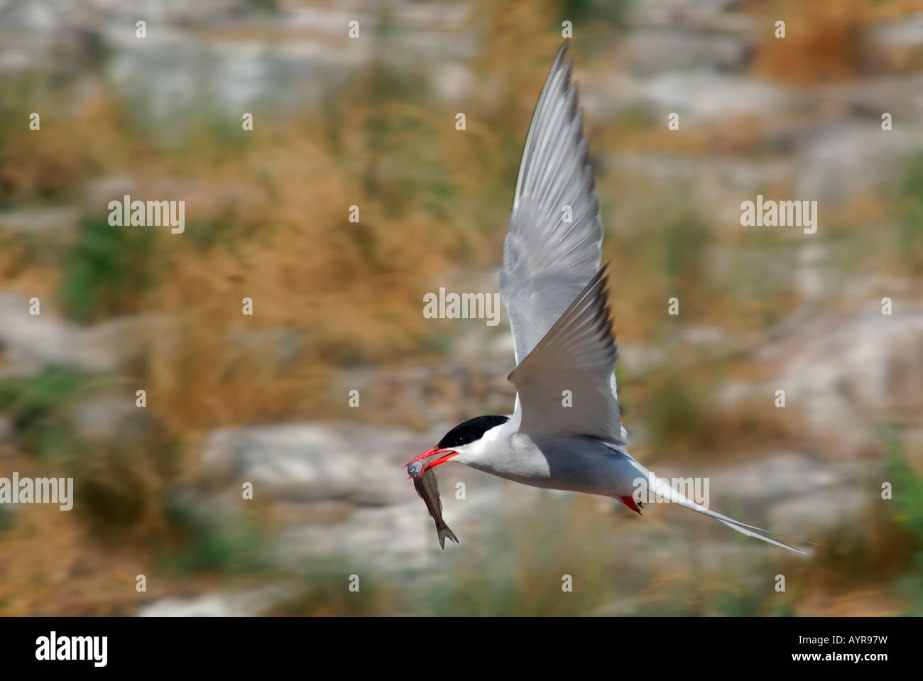 Voler avec un poisson dans son bec Banque de photographies et d’images ...