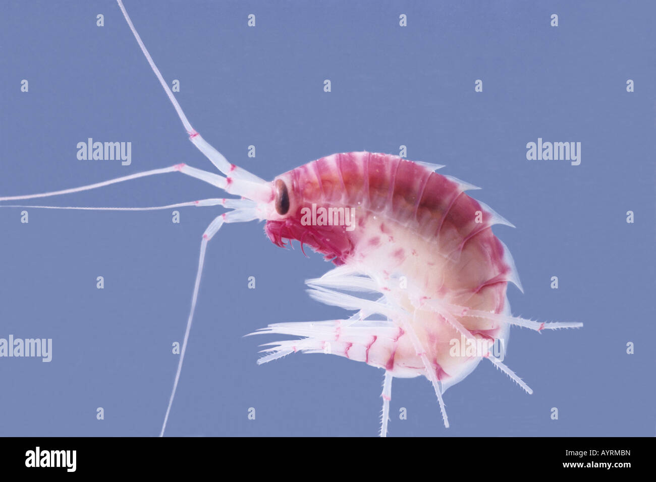 Amphipoda amphipod Banque de photographies et d’images à haute ...