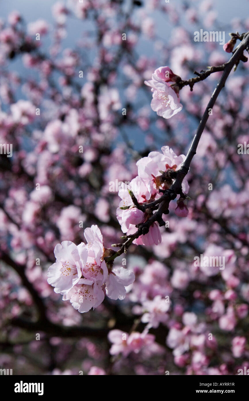 La floraison amandier (Prunus dulcis, Prunus amygdalus Photo Stock - Alamy