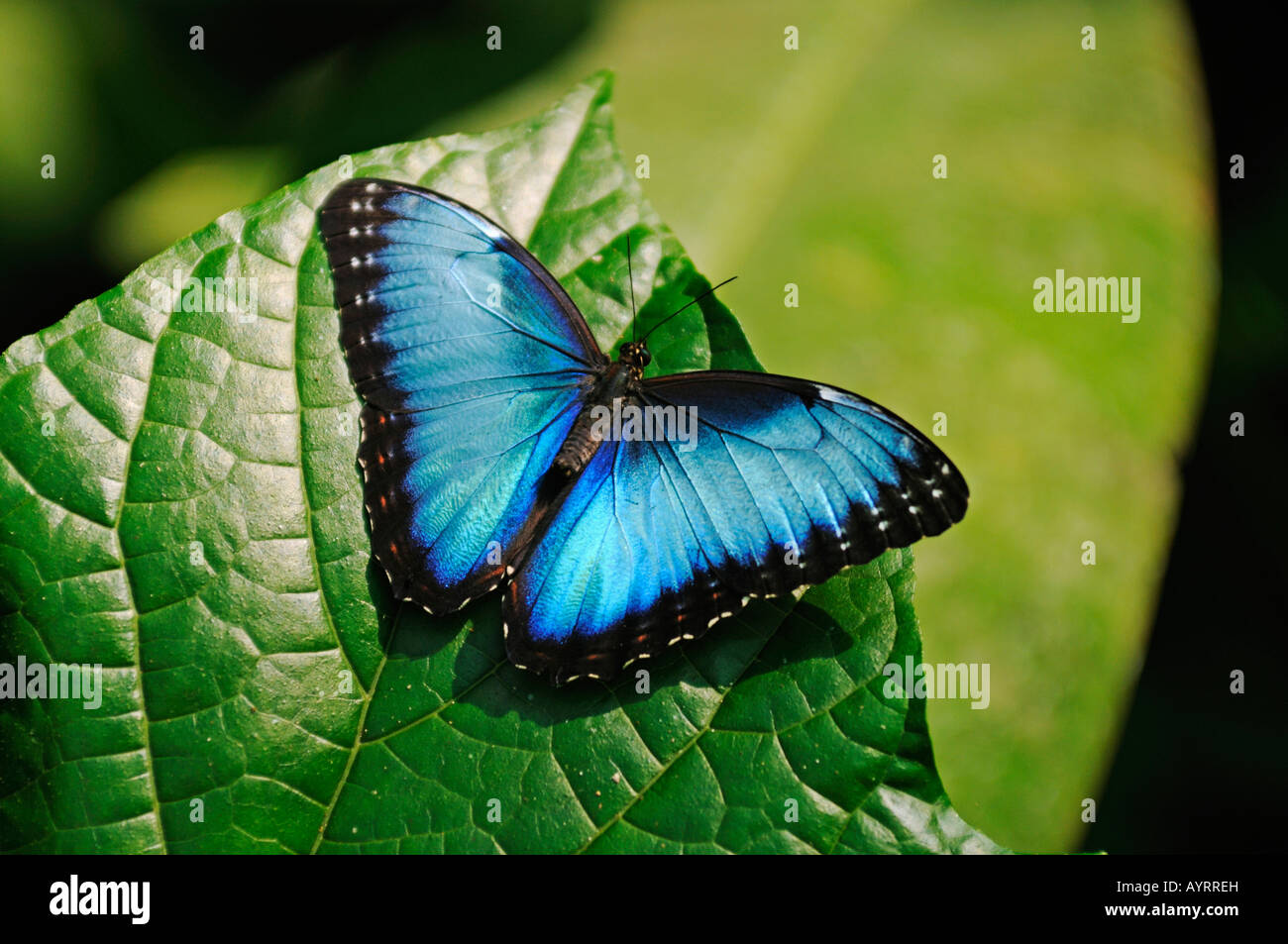 Papillons du costa rica Banque de photographies et d’images à haute ...