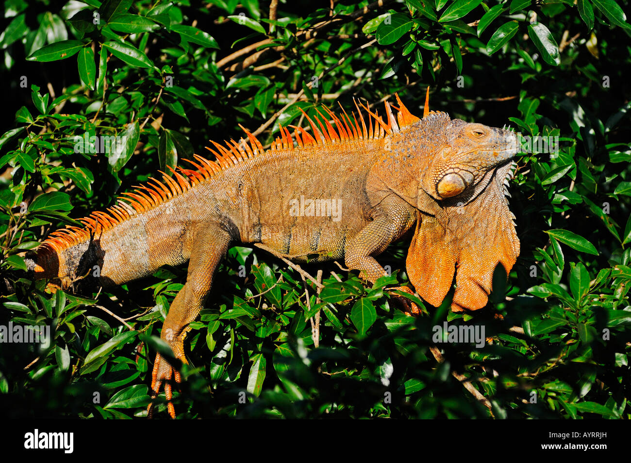 Iguane vert Banque de photographies et d’images à haute résolution - Alamy