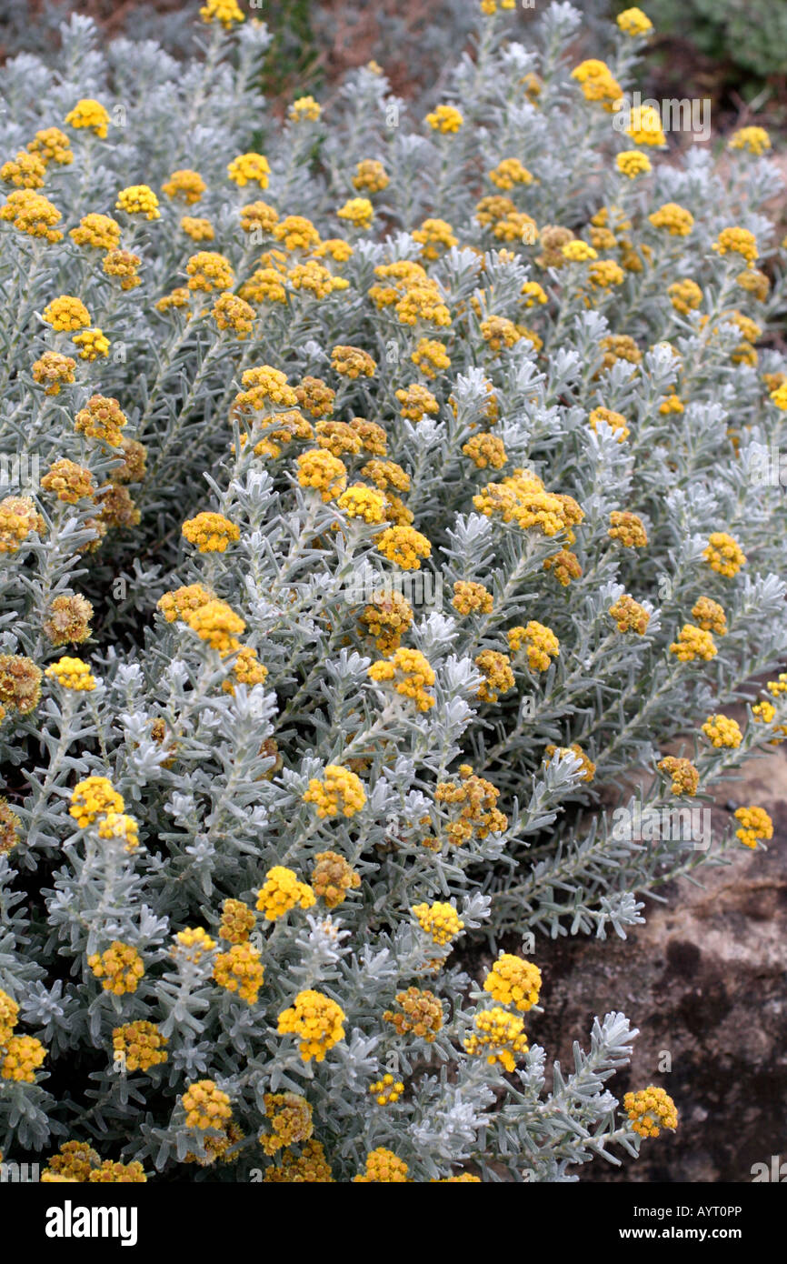 Helichrysum Silver Banque d'image et photos - Alamy