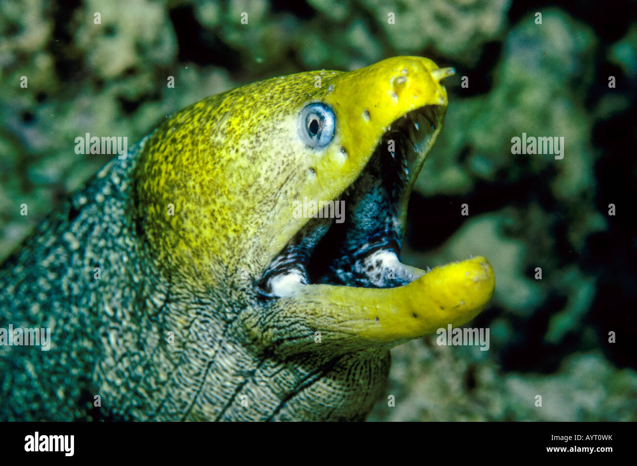 Leopard moray eel Banque de photographies et d’images à haute ...