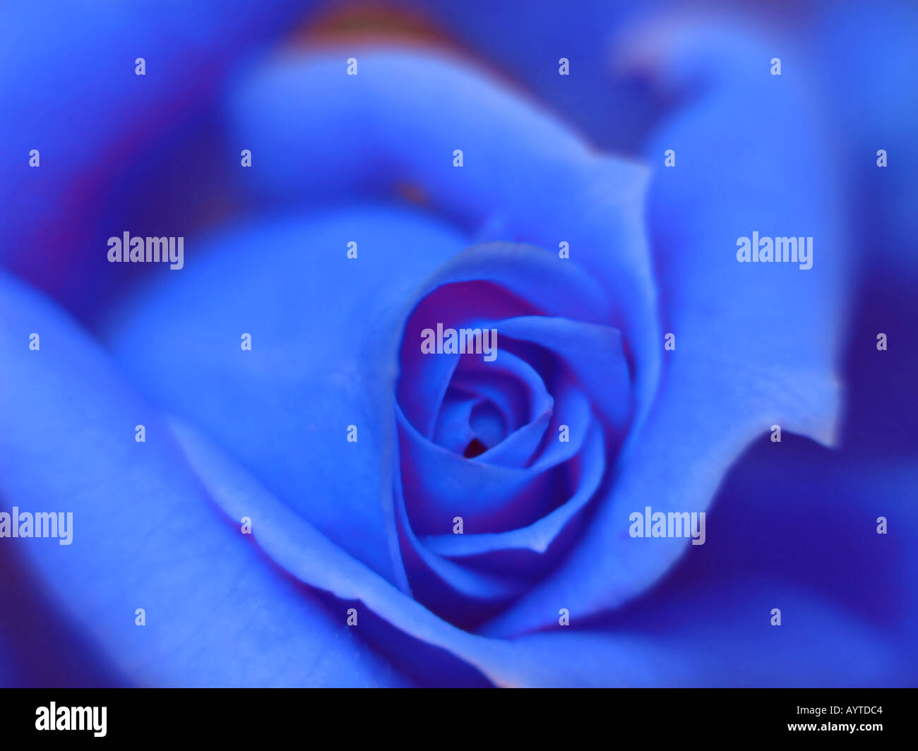 Rose bleue Banque de photographies et d’images à haute résolution - Alamy