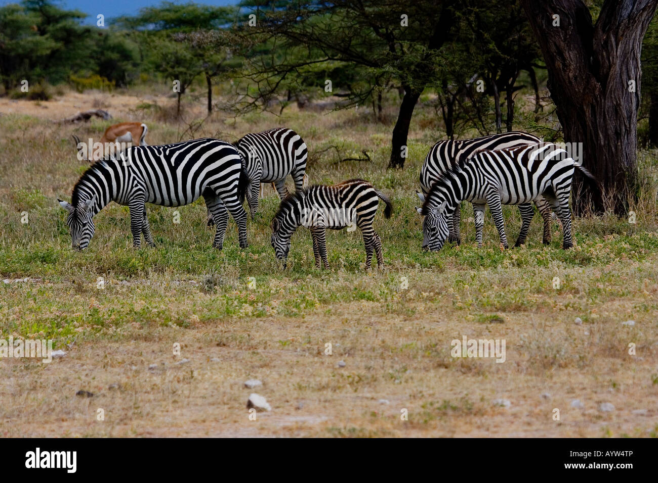 Zèbre commun Banque de photographies et d’images à haute résolution - Alamy
