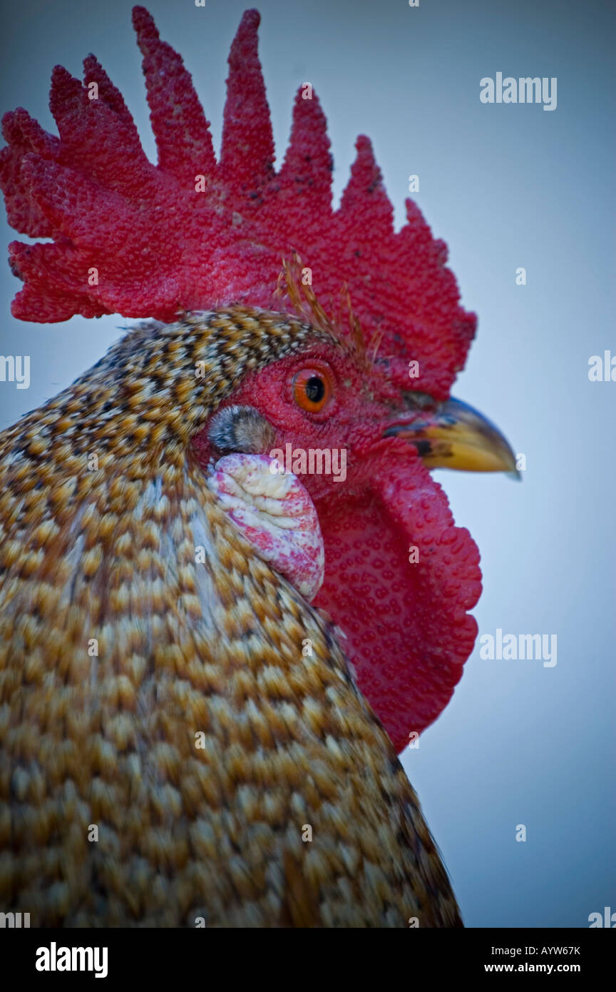 Poulet coq Banque de photographies et d’images à haute résolution - Alamy