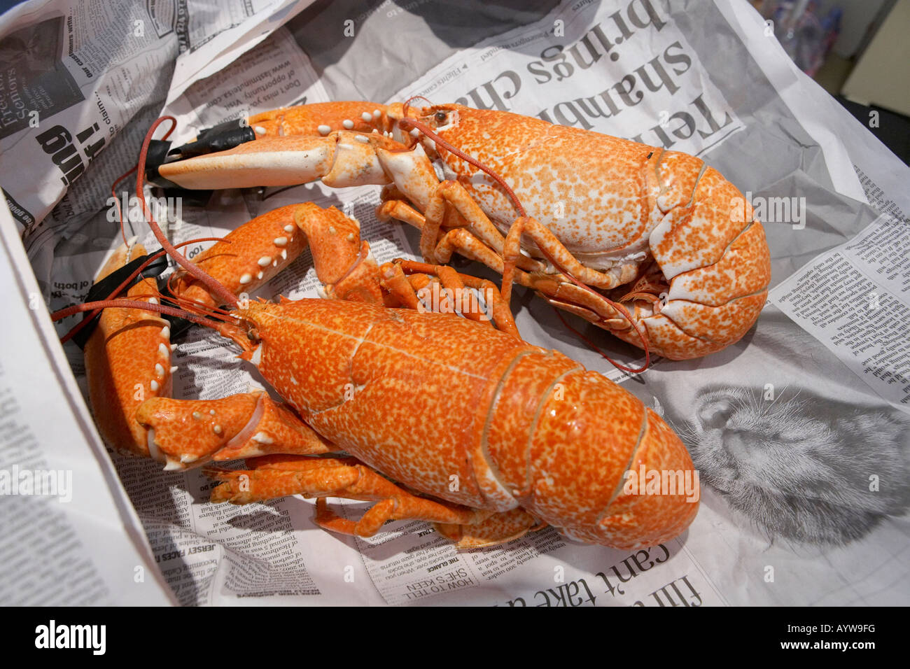 Homard thermidor Banque de photographies et d’images à haute résolution ...