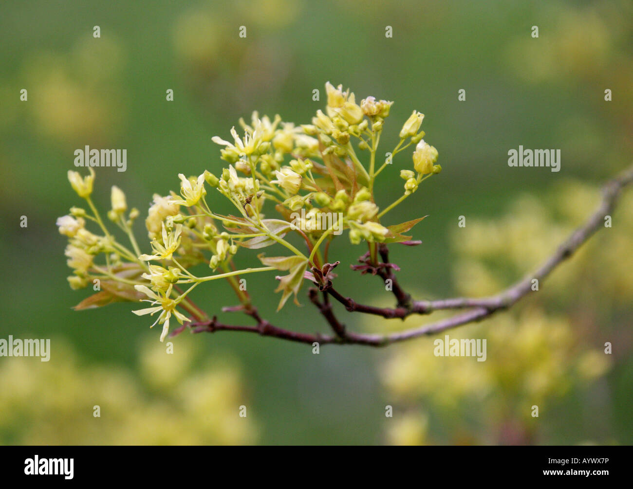 Acer mono Banque de photographies et d’images à haute résolution - Alamy