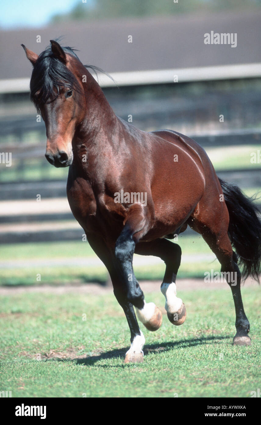Peruvian paso horse Banque de photographies et d’images à haute ...