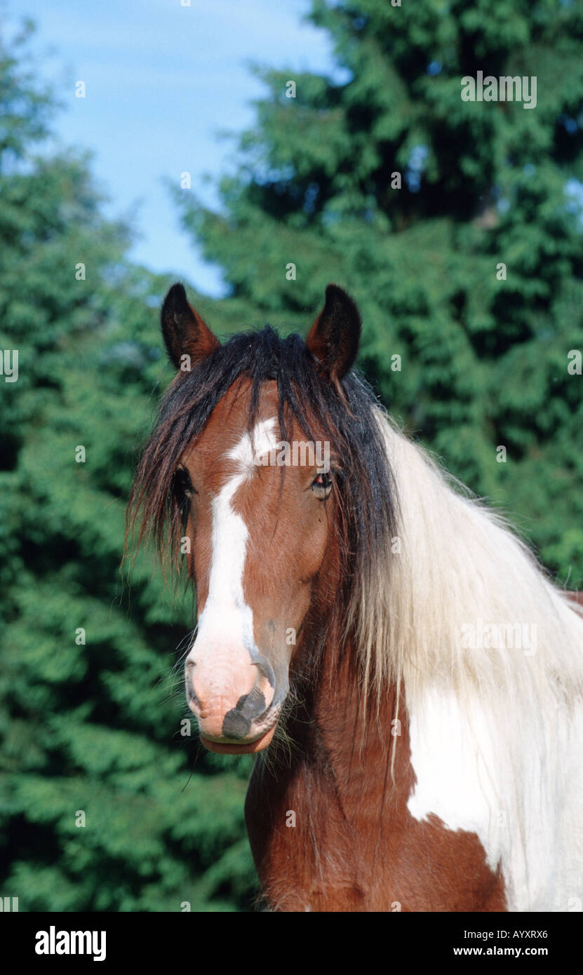 Irish tinker pferde Banque de photographies et d’images à haute ...