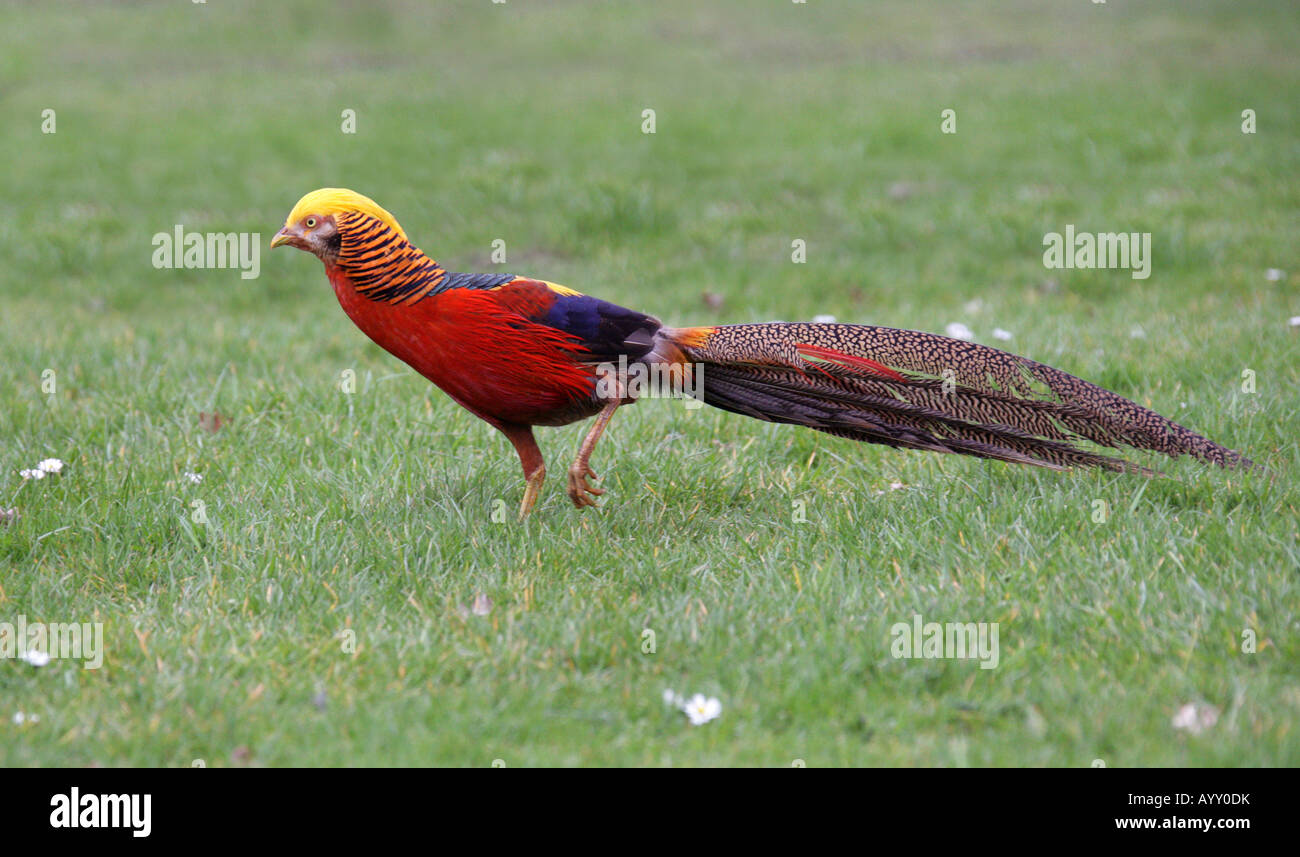 Faisan doré ou faisan chinois, Chrysolophus pictus Photo Stock - Alamy