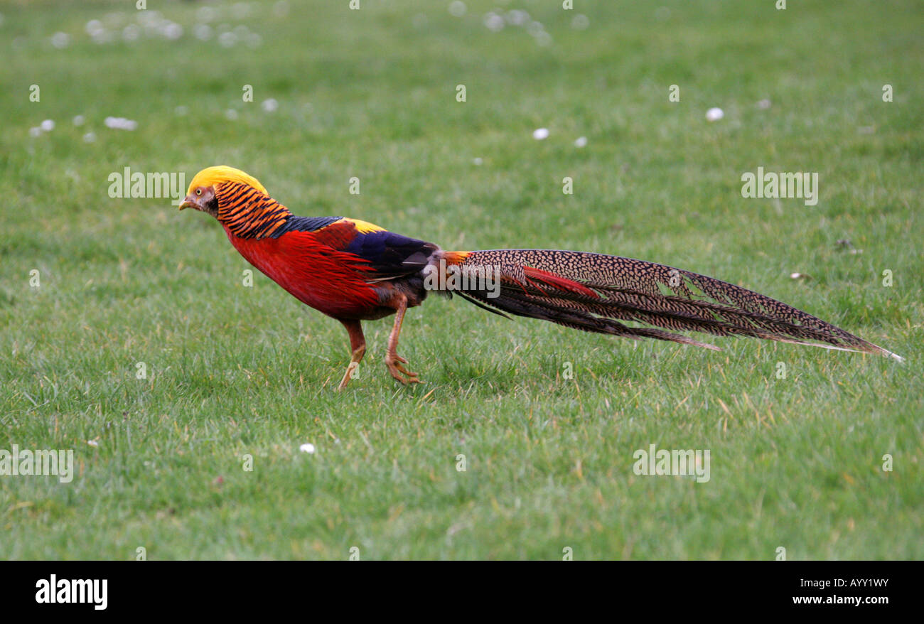Faisan doré ou faisan chinois, Chrysolophus pictus Photo Stock - Alamy
