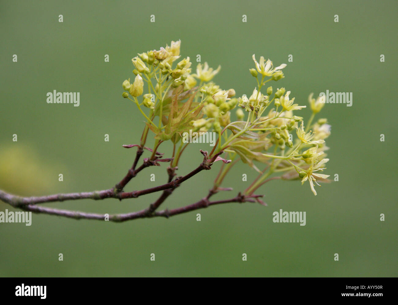 Acer mono Banque de photographies et d’images à haute résolution - Alamy