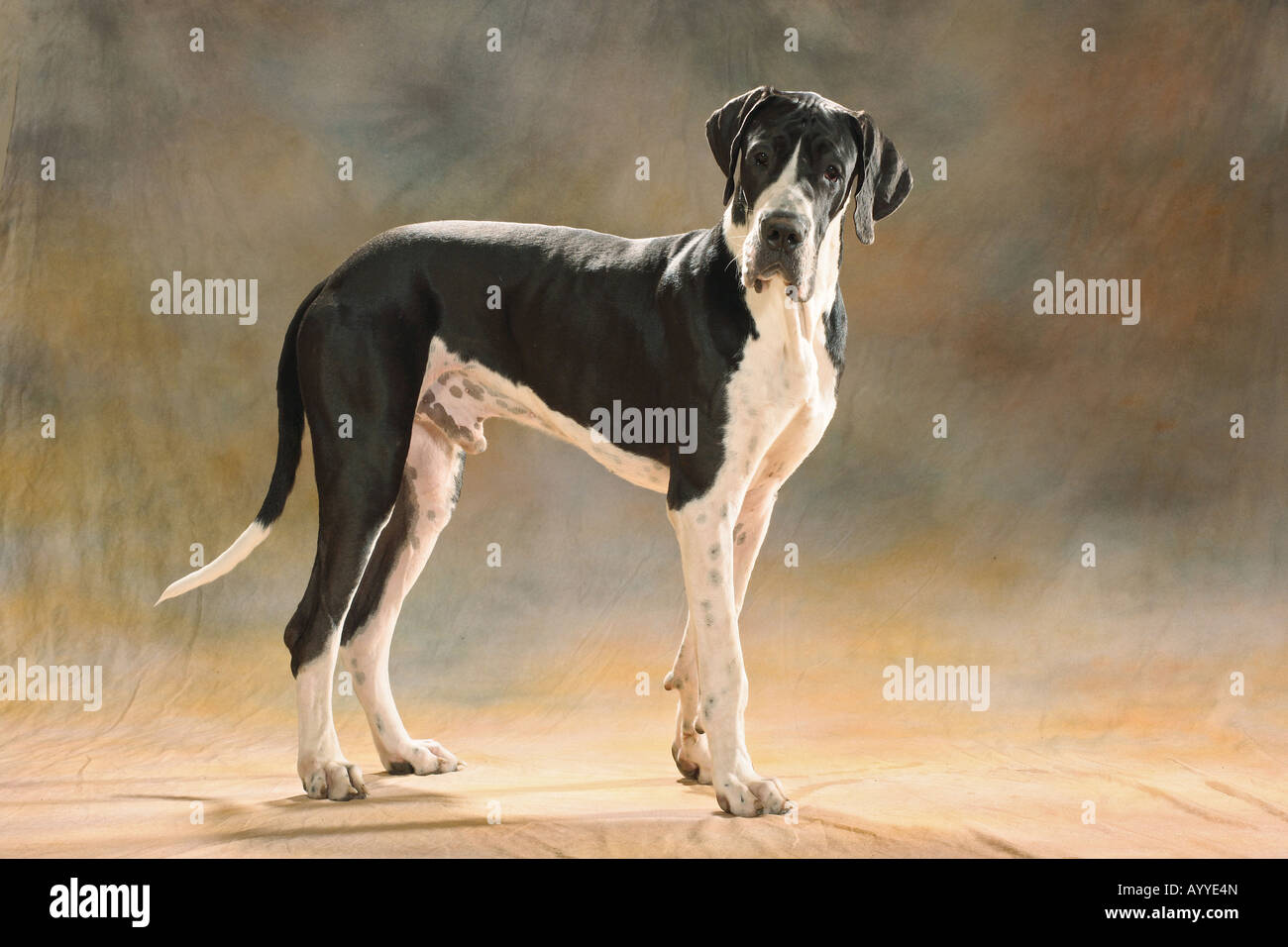 Grands chiens de grande taille Banque de photographies et d’images à ...