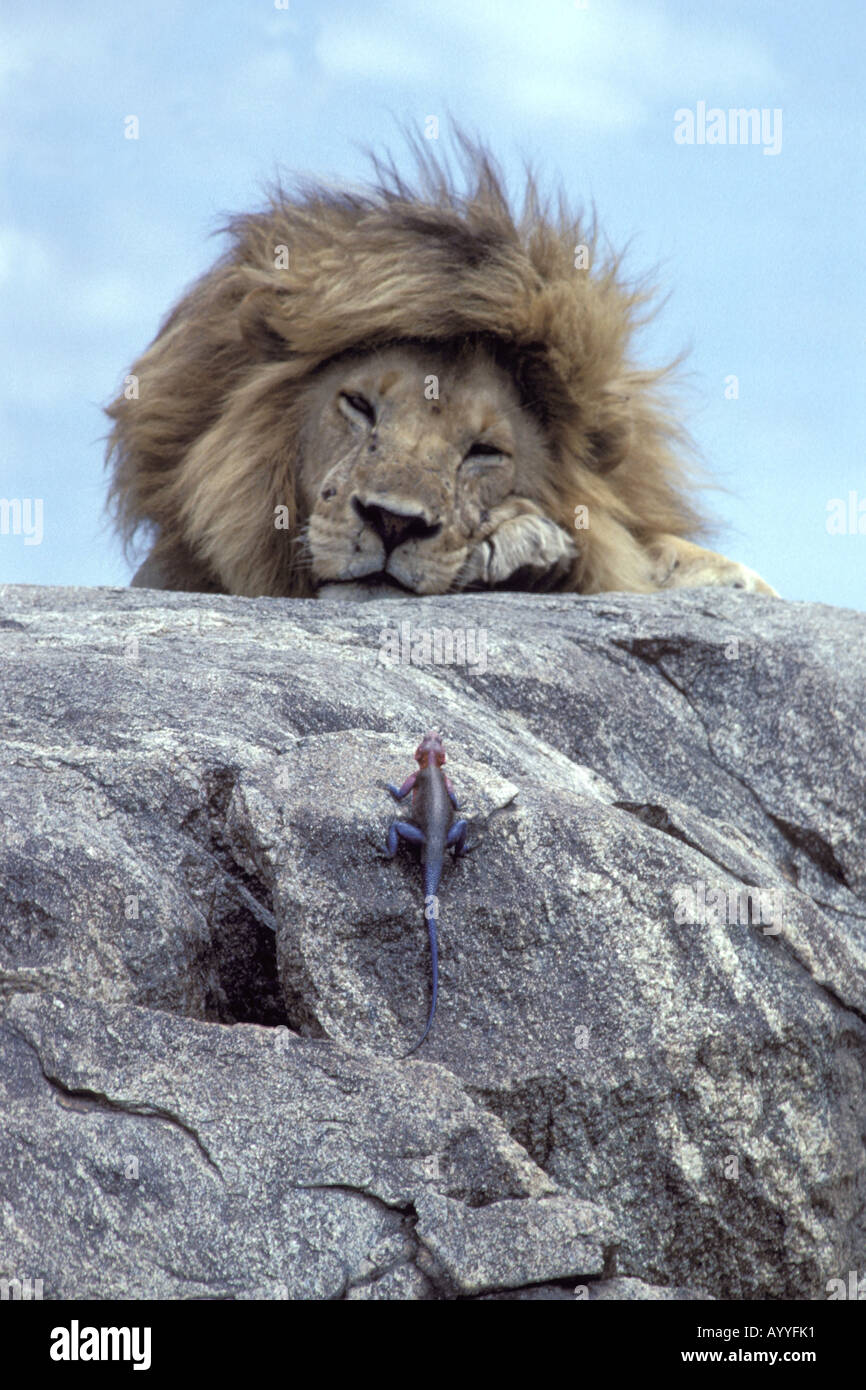 Contre goliath Banque de photographies et d’images à haute résolution ...
