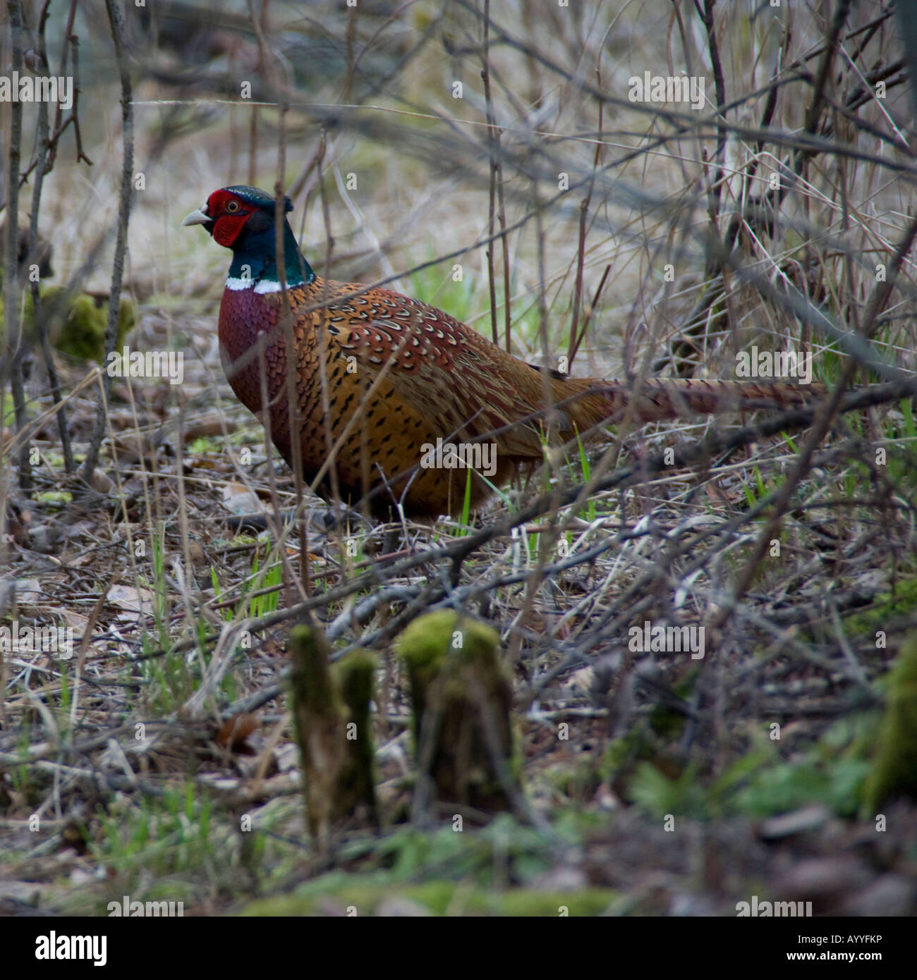Faisan en habitat naturel Banque de photographies et d’images à haute ...