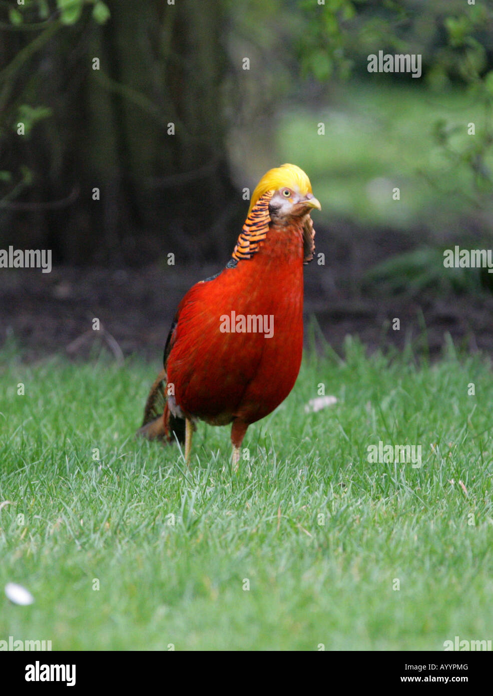 Faisan doré ou faisan chinois, Chrysolophus pictus Photo Stock - Alamy