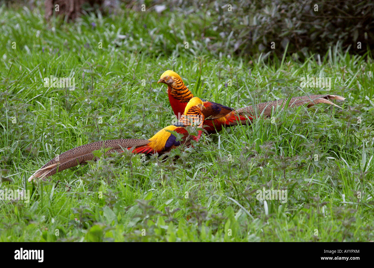 Faisan doré ou faisan chinois, Chrysolophus pictus Photo Stock - Alamy