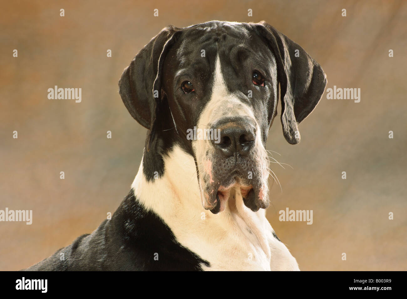 Grands chiens de grande taille Banque de photographies et d’images à ...