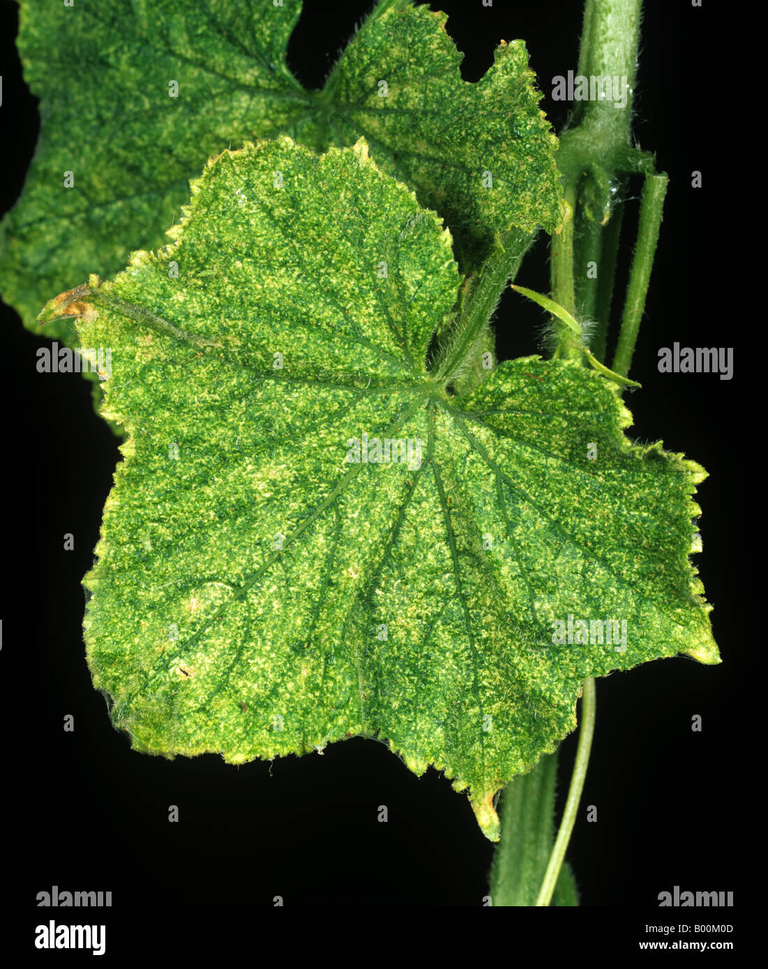 Tétranyque à deux points Banque de photographies et d’images à haute ...