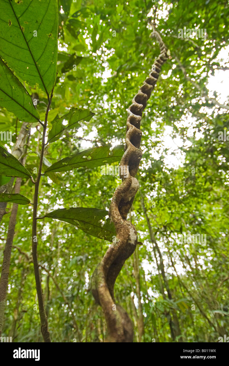 Pérou, Amazon, Amazon River. Une liane (ou escalier de singe) atteint ...