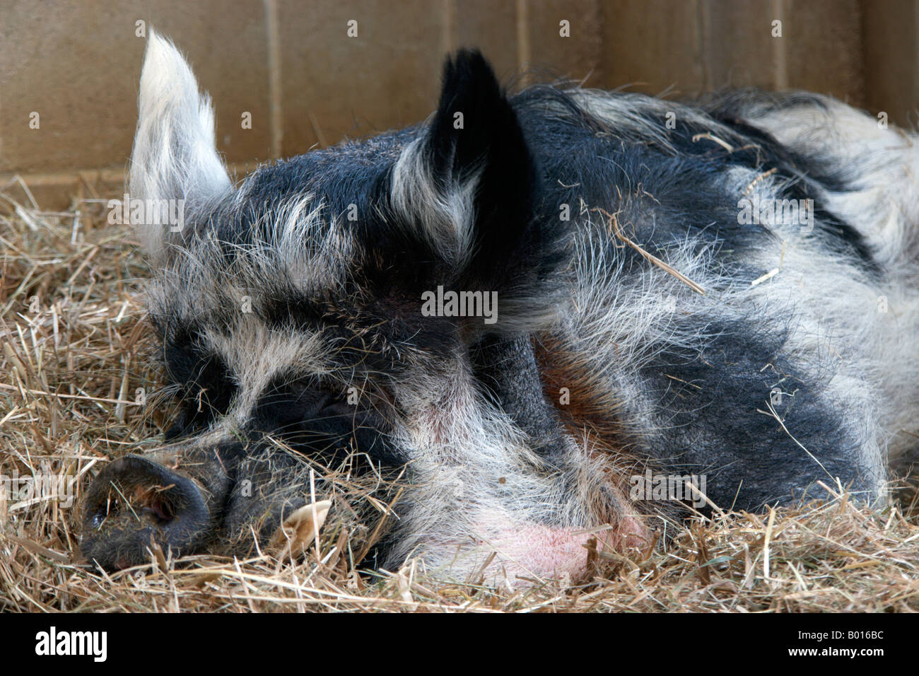 Cochon paresseux Banque de photographies et d’images à haute résolution ...