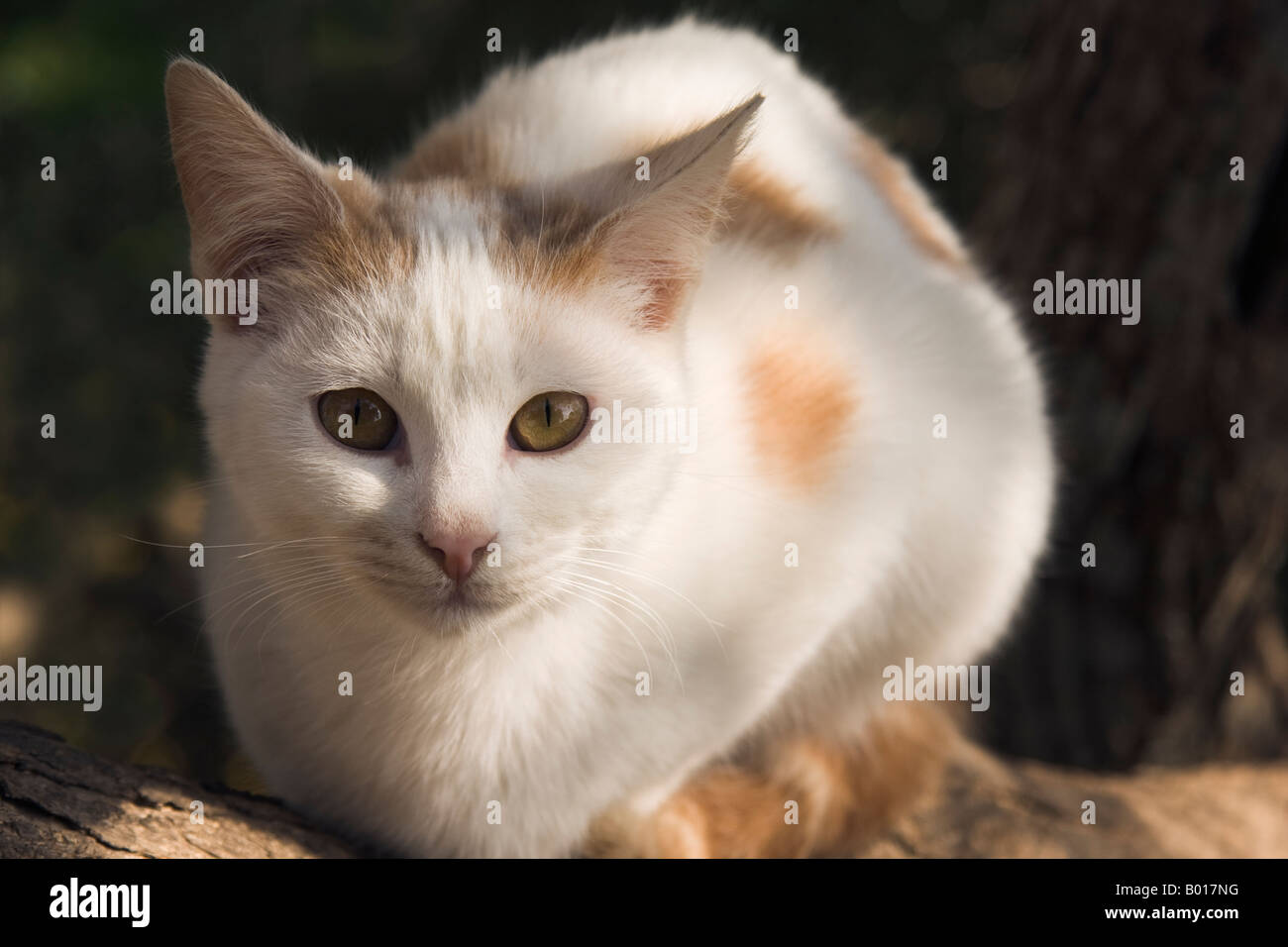 Turkish van cat Banque de photographies et d’images à haute résolution ...