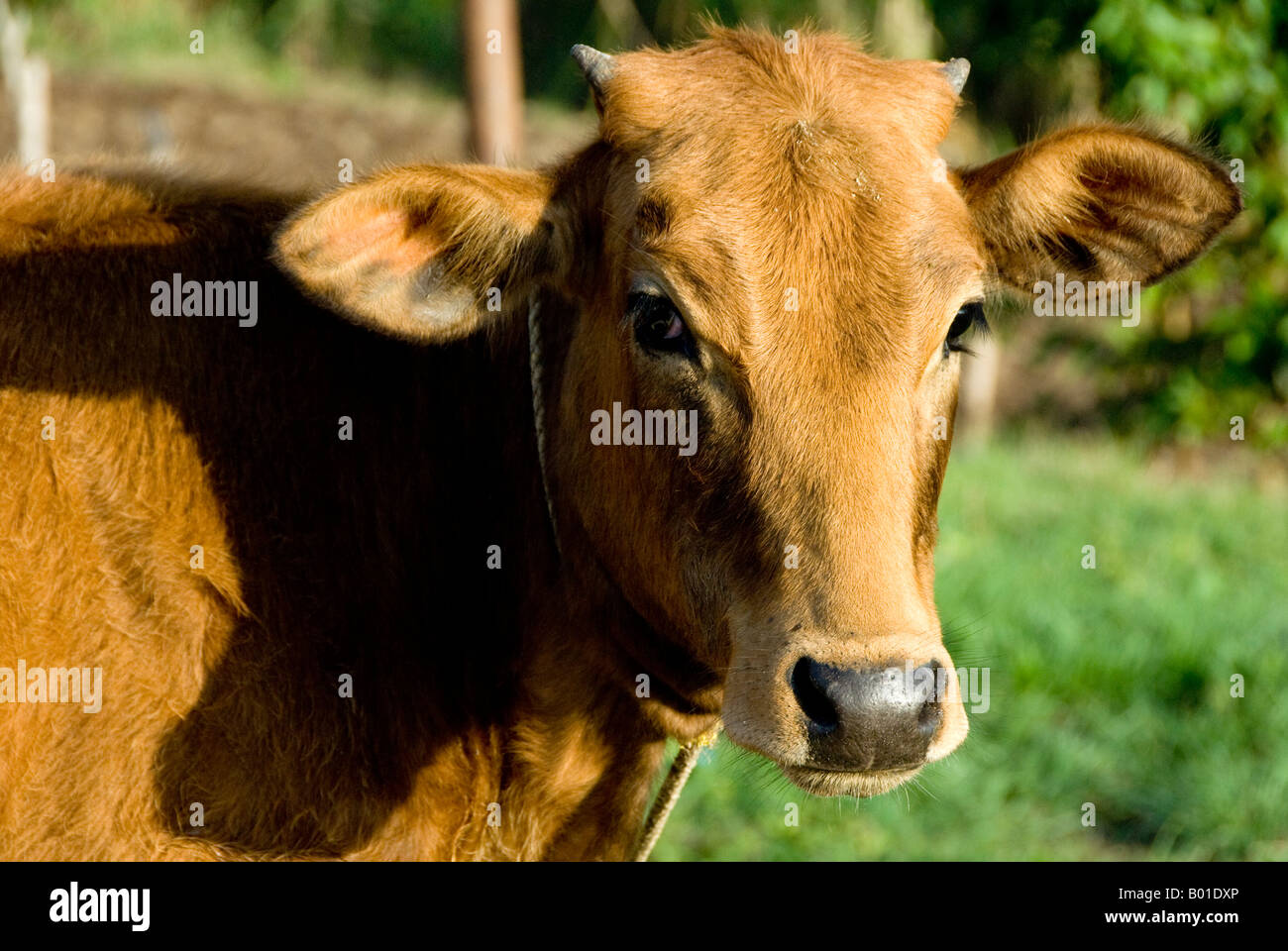 Potrait d'une vache Banque de photographies et d’images à haute ...
