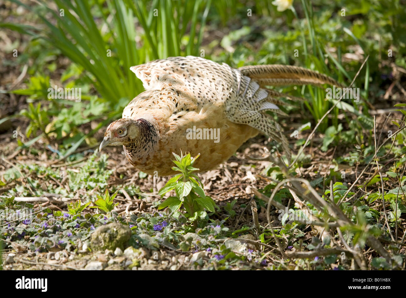 Female common pheasant Banque de photographies et d’images à haute ...