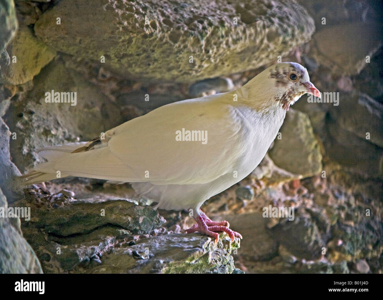 Colombes sauvages Banque de photographies et d’images à haute ...