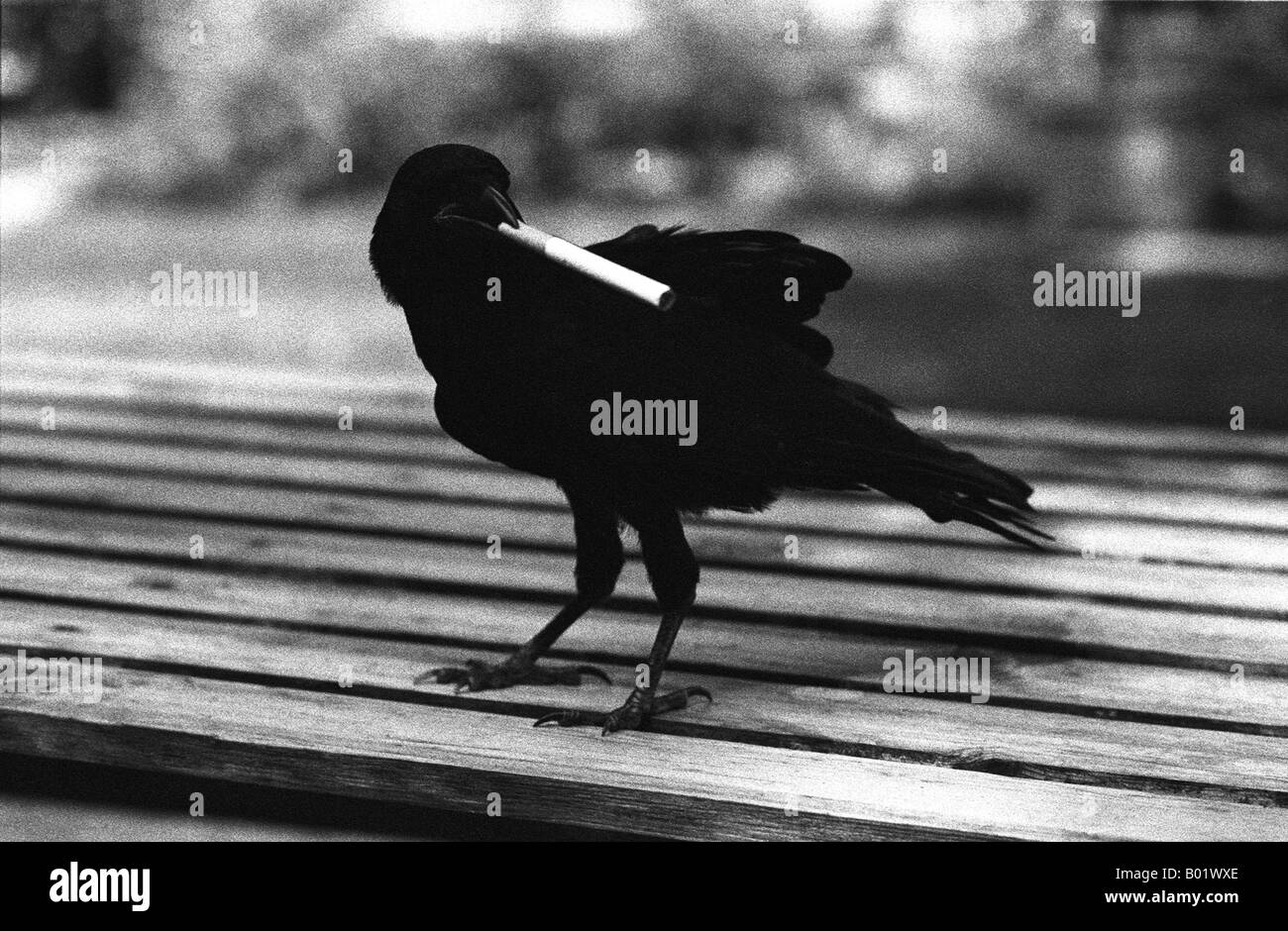 Oiseau qui fume Banque de photographies et d’images à haute résolution ...