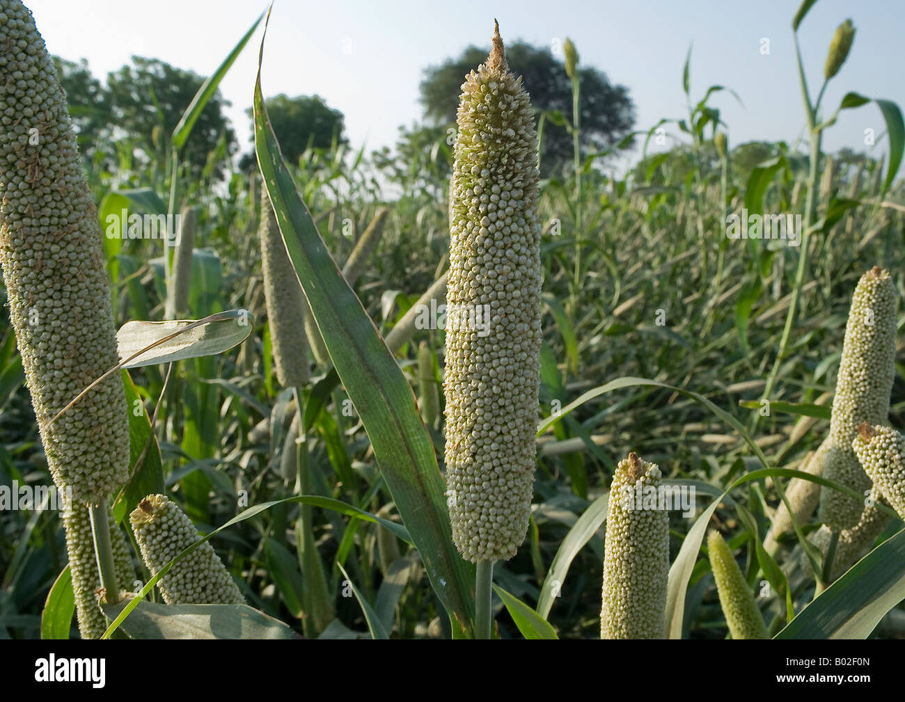 Millet plant Banque de photographies et d’images à haute résolution - Alamy