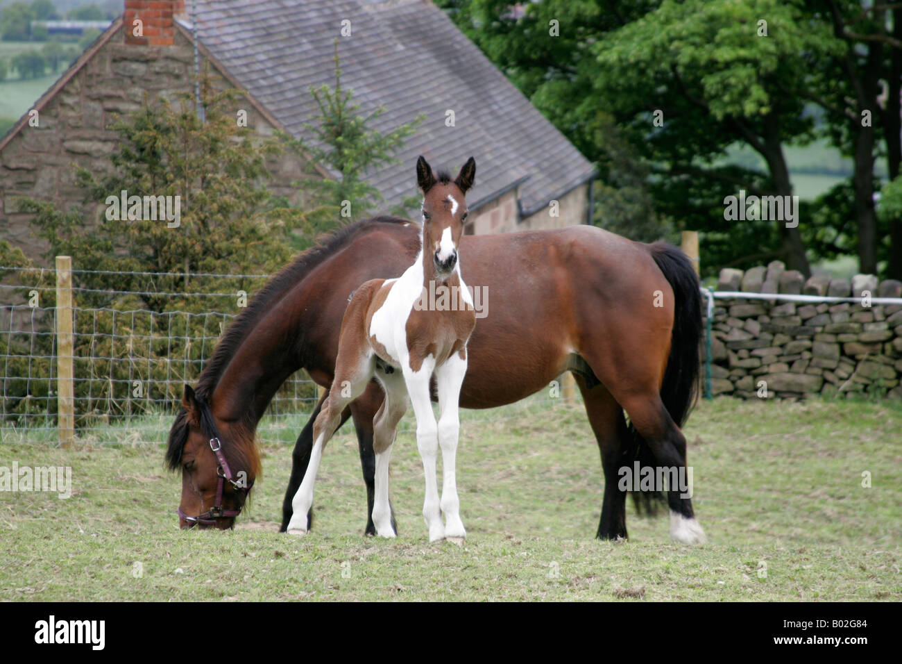 Poulain et sa mère derbyshire bébé animal enfant mignon cheval ...