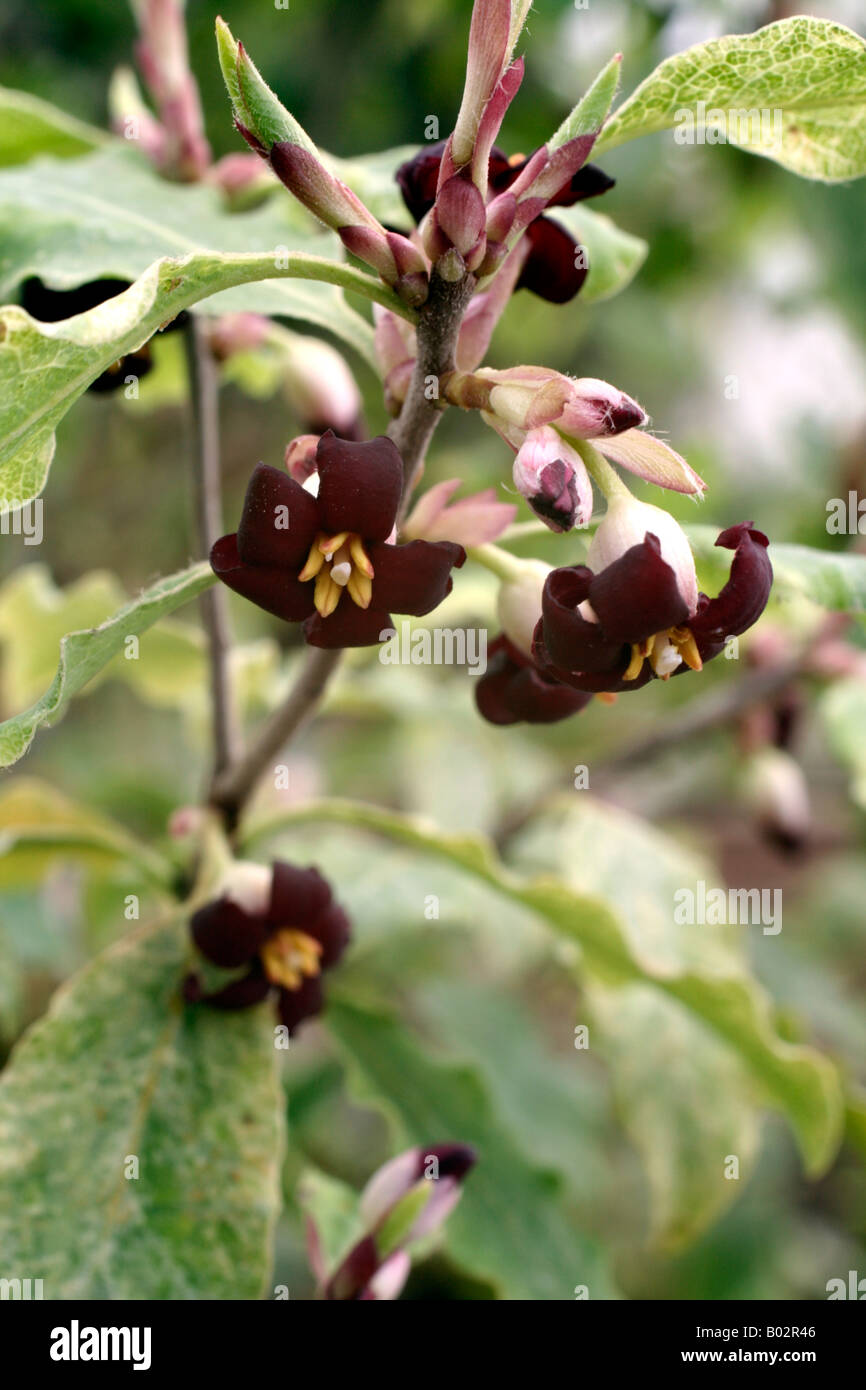 Pittosporum tenuifolium irene paterson Banque de photographies et d ...