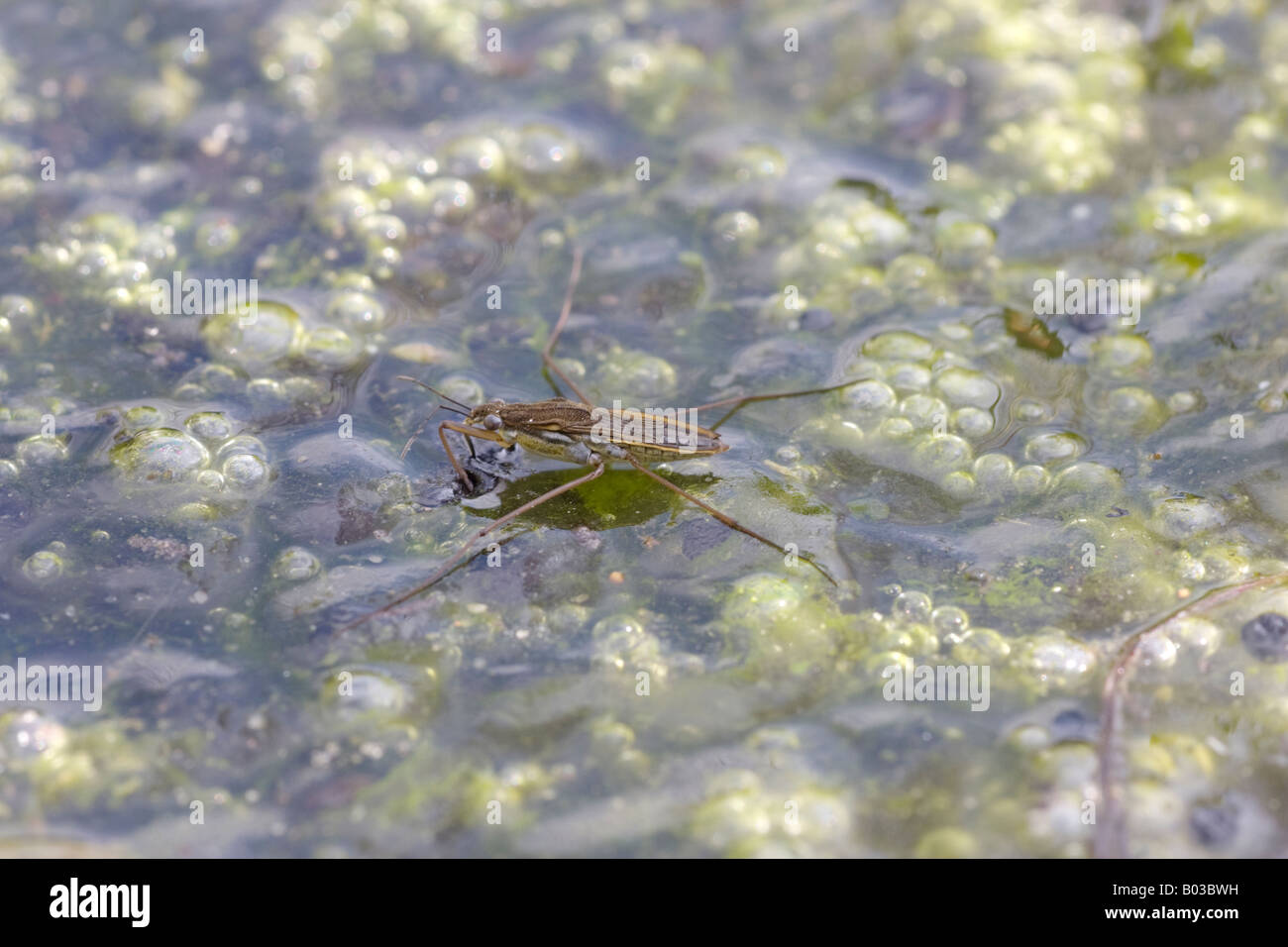 Insecte de bassin Banque de photographies et d’images à haute ...