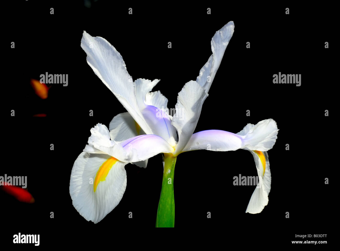 étang iris Banque de photographies et d’images à haute résolution - Alamy