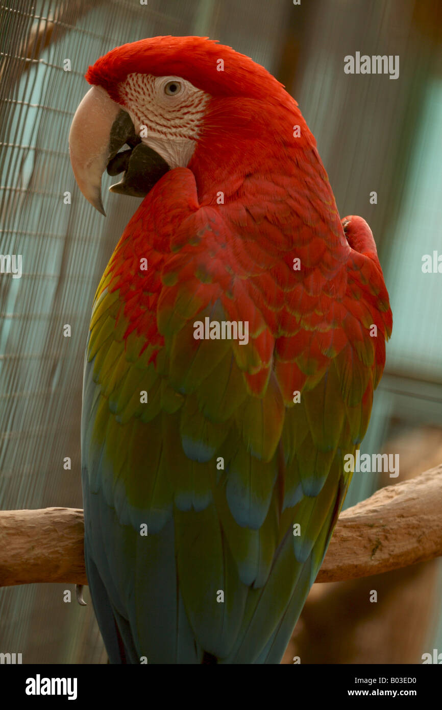 Perroquet rouge 1 Photo Stock - Alamy