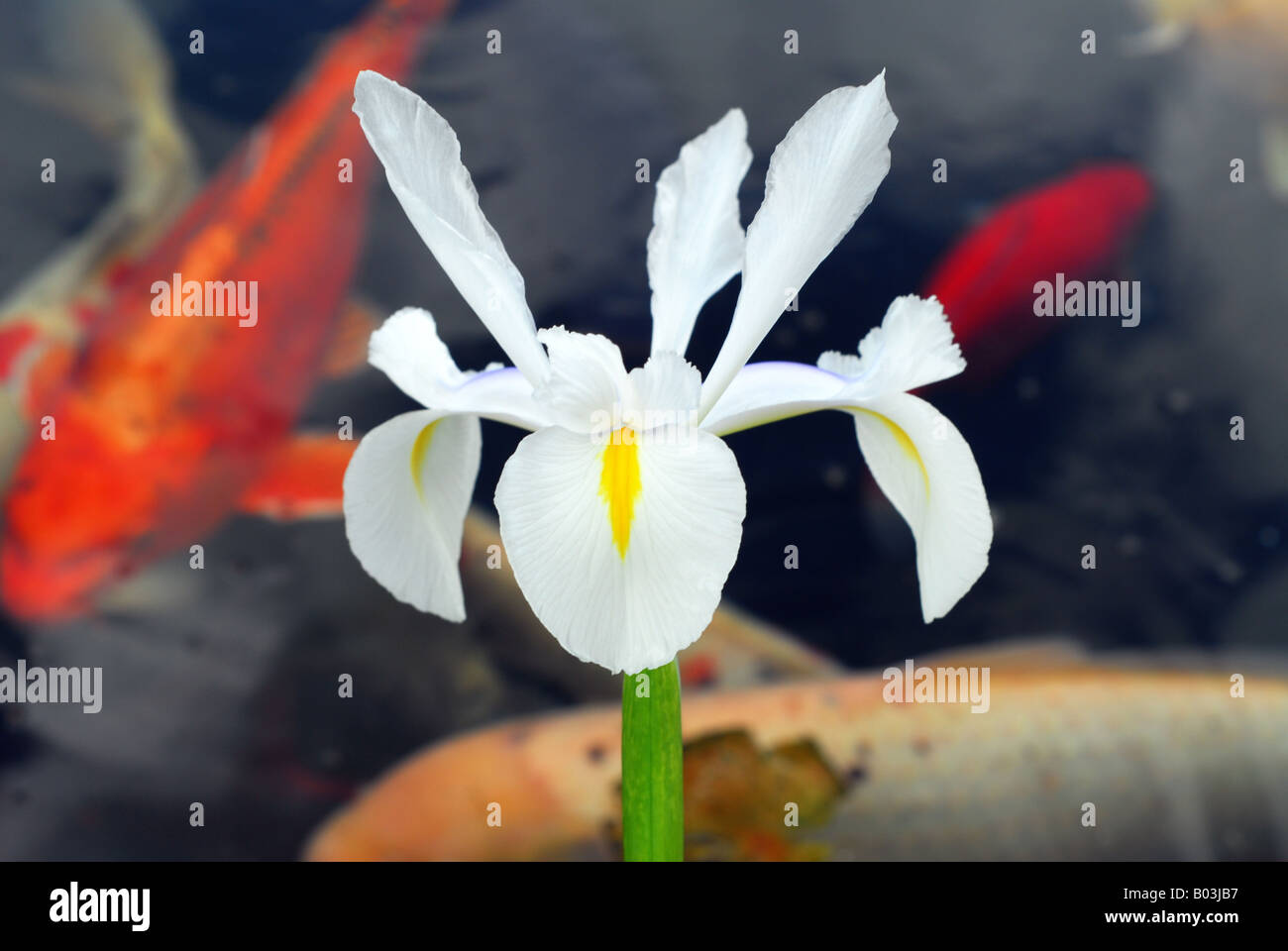 étang iris Banque de photographies et d’images à haute résolution - Alamy