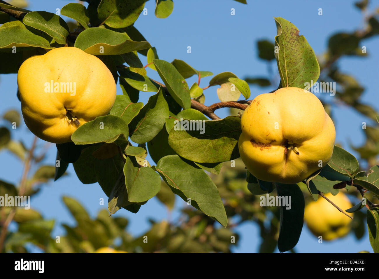 Coing arbre Banque de photographies et d’images à haute résolution - Alamy