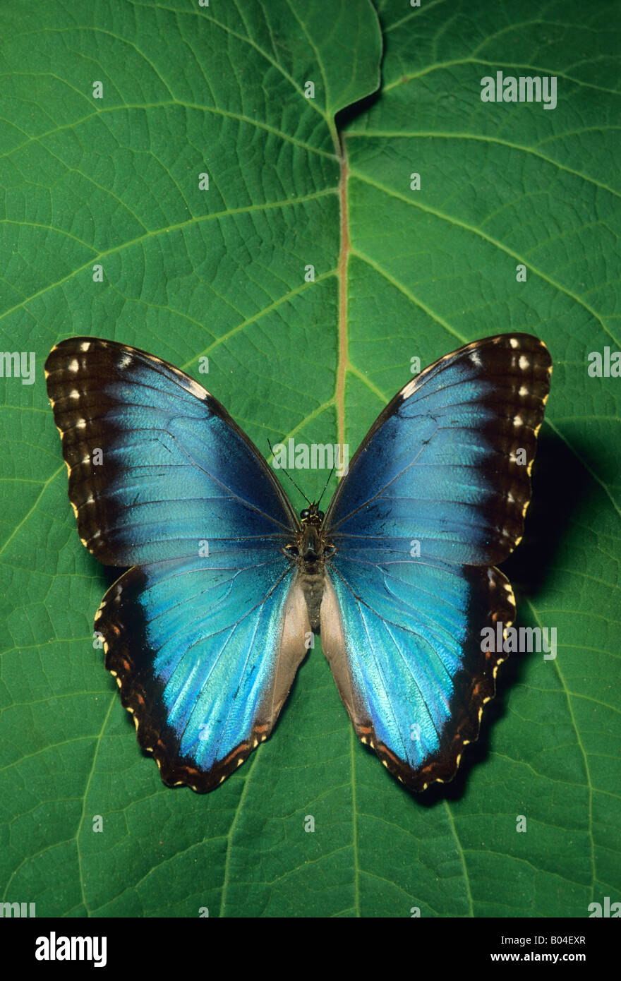 Papillons du costa rica Banque de photographies et d’images à haute ...
