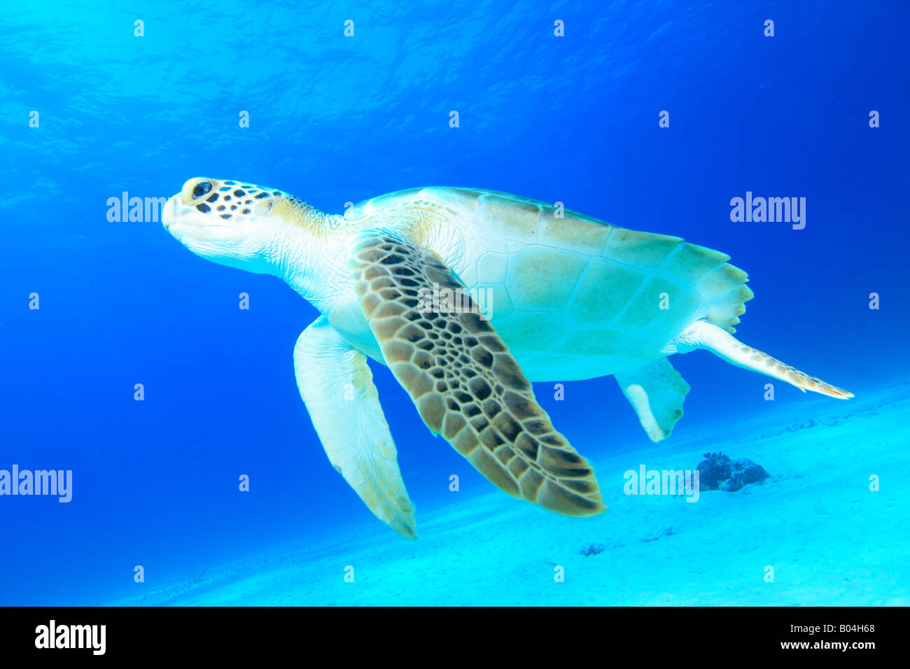 Tortue verte chelonia mydas Banque de photographies et d’images à haute ...